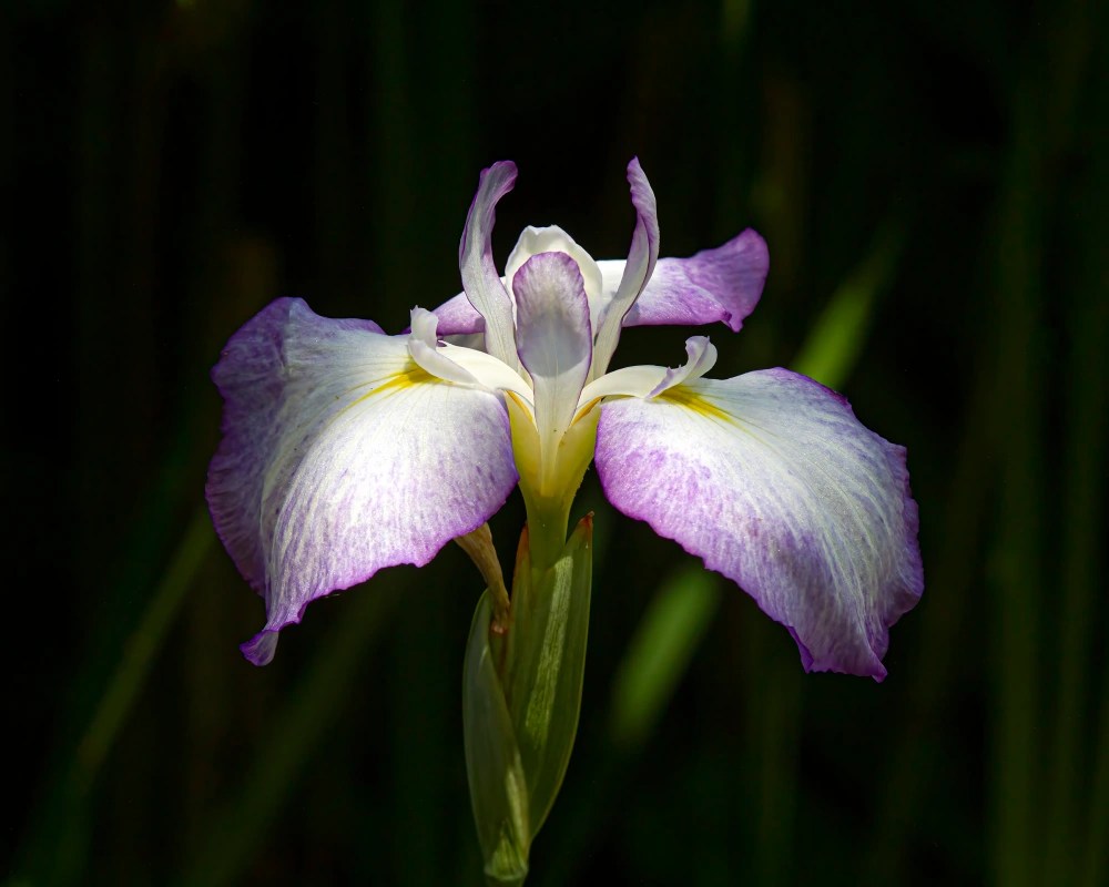 Iris in the shadows – UNIVERSE