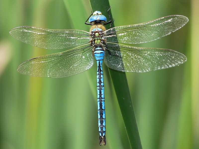 Simbolismo de las libèlulas – UNIVERSE