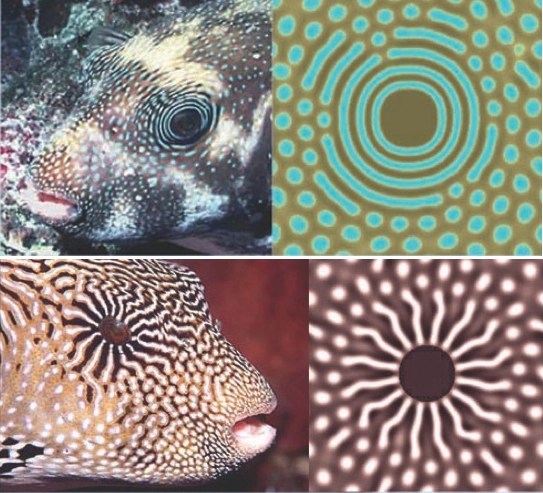 Alan Turing’s Patterns in Nature, and Beyond from Wired Magazine ...